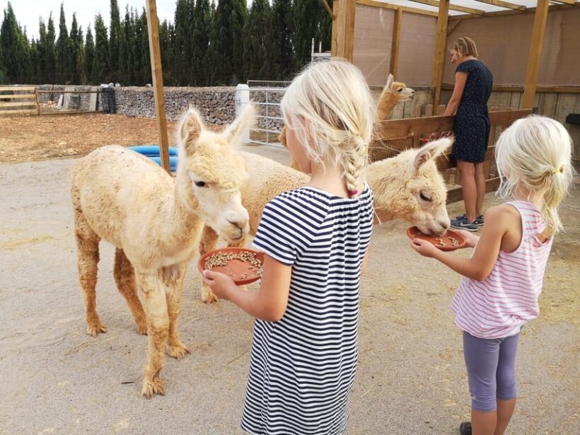 Felanitx, Mallorca: Alpacas Close-Up Experience - FAQs