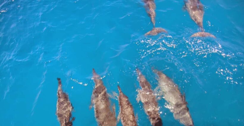 Fernando de Noronha: Catamaran Tour with meal and transfer - An Introduction to the Fernando de Noronha Catamaran Experience