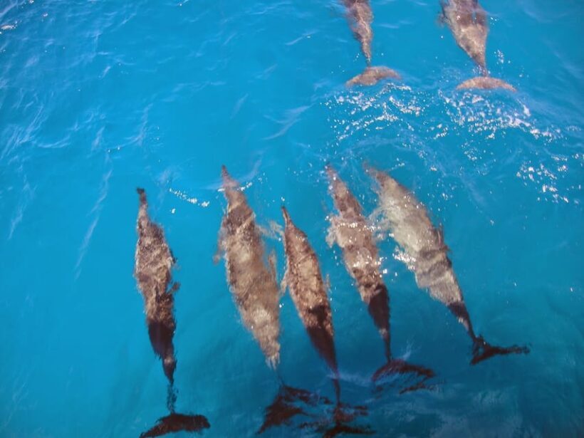 Fernando de Noronha: Catamaran Tour with meal and transfer - Who Should Consider This Tour?