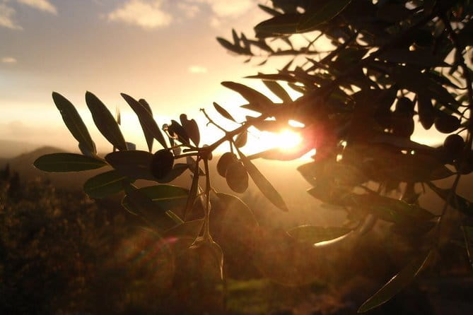 Fiesole: Tuscan Countryside Half Day E-Bike Tour & Farm visit - Who Will Love This Tour?