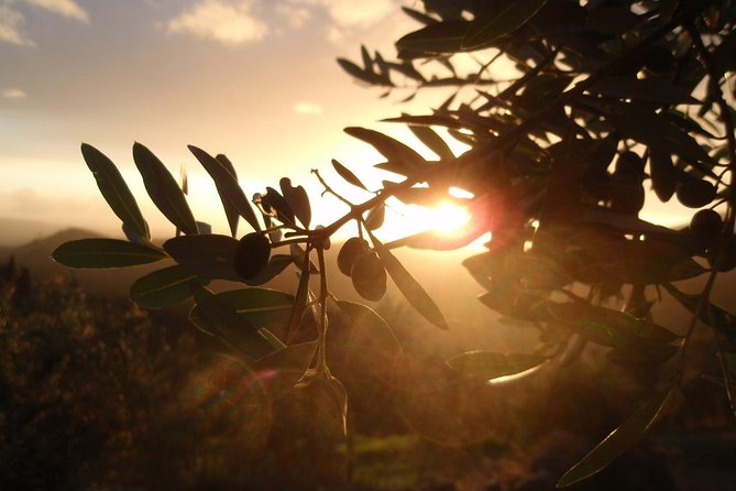 Fiesole: Tuscan Countryside Half Day E-Bike Tour & Farm visit - Itinerary Breakdown: Why Each Stop Matters
