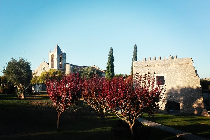 Figueira da Foz by rice paddies and salines, half-day from Coimbra - Authentic Experiences and Local Flavor