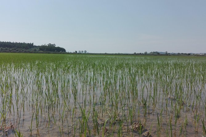 Figueira da Foz by rice paddies and salines, half-day from Coimbra - FAQs