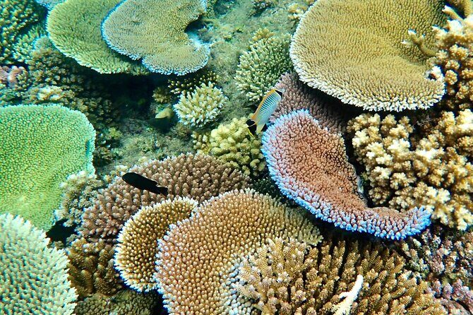 Fijis Best Dolphins tour and Snorkeling Adventure - What Makes This Tour Stand Out