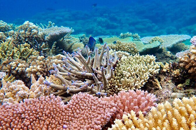Fijis Best Dolphins tour and Snorkeling Adventure - Practical Tips for Booking and Participating