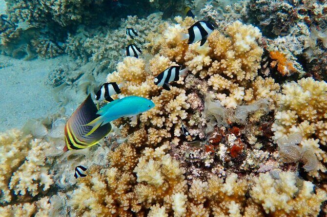 Fijis Best Dolphins tour and Snorkeling Adventure - FAQ: Practical Questions About the Tour