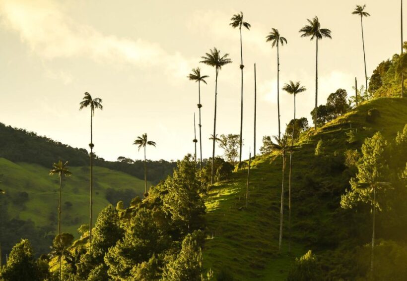 Filandia, Salento and Cocora Valley Private Tour - A Deep Dive into the Experience