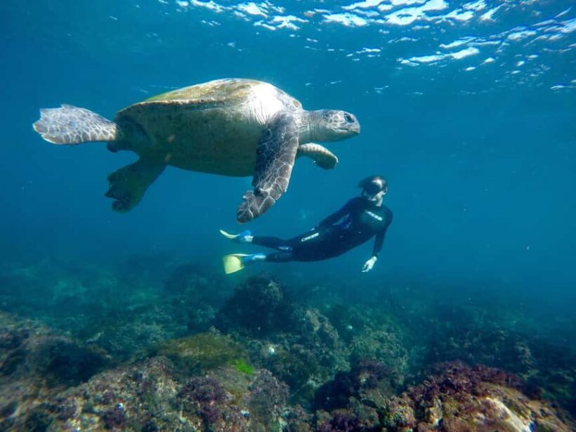 Fingal Head: Cook Island Sea Turtle Snorkel & Boat Transfers - Key Points