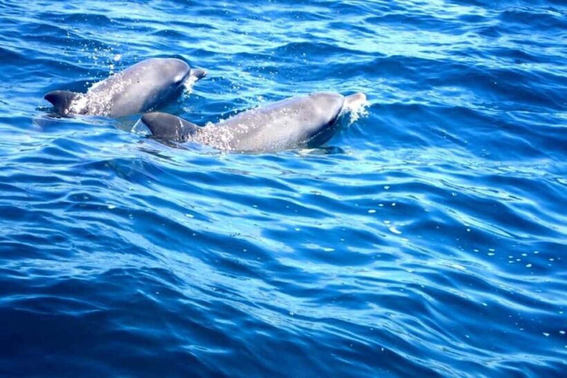 Fingal Head: Cook Island Sea Turtle Snorkel & Boat Transfers - Introduction: Setting the Scene