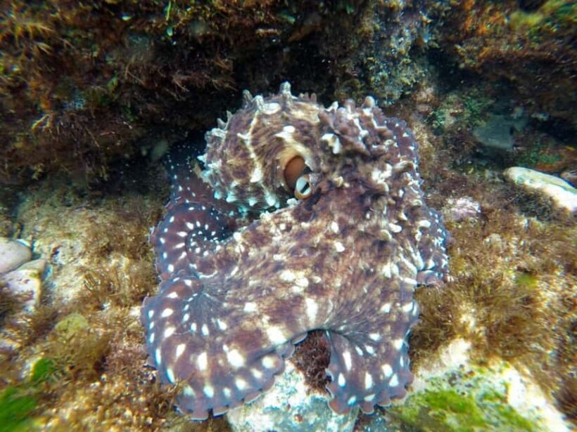 Fingal Head: Cook Island Sea Turtle Snorkel & Boat Transfers - Breaking Down the Experience