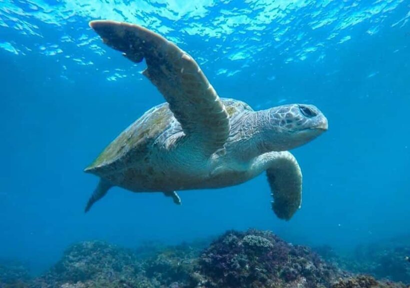 Fingal Head: Cook Island Sea Turtle Snorkel & Boat Transfers - Who Is This Tour Best Suited For?