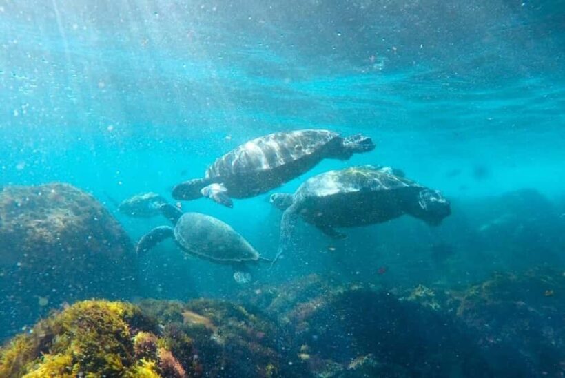 Fingal Head: Cook Island Sea Turtle Snorkel & Boat Transfers - FAQs