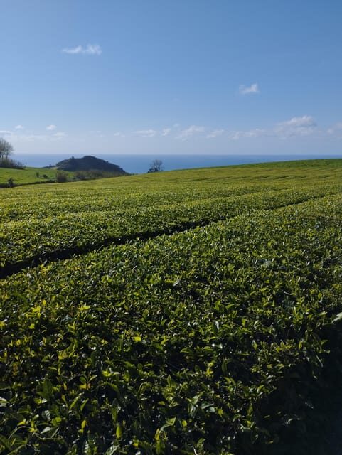Fire Lake, Pineapple & Tea: Half-Day Jeep Tour - Fire Lake, Pineapple & Tea: Half-Day Jeep Tour – An Authentic Slice of São Miguel
