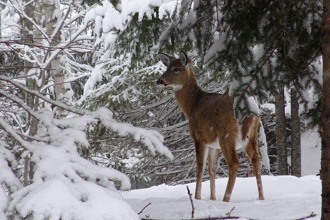 Fire Man Guided Snowshoe Tour - Weather and Cancellation Policy