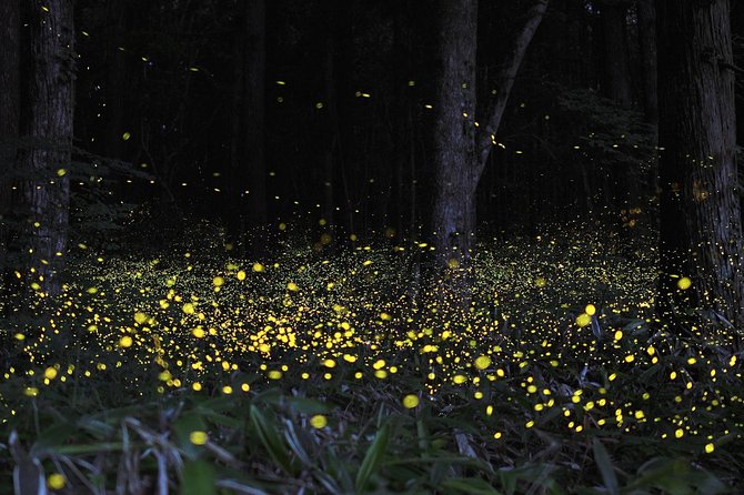 Fireflies Cruise with Batu Cave Visit and Seafood Dinner - Why This Tour Offers Great Value