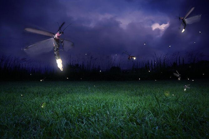 Fireflies Night Tour with Set Dinner - Key Points