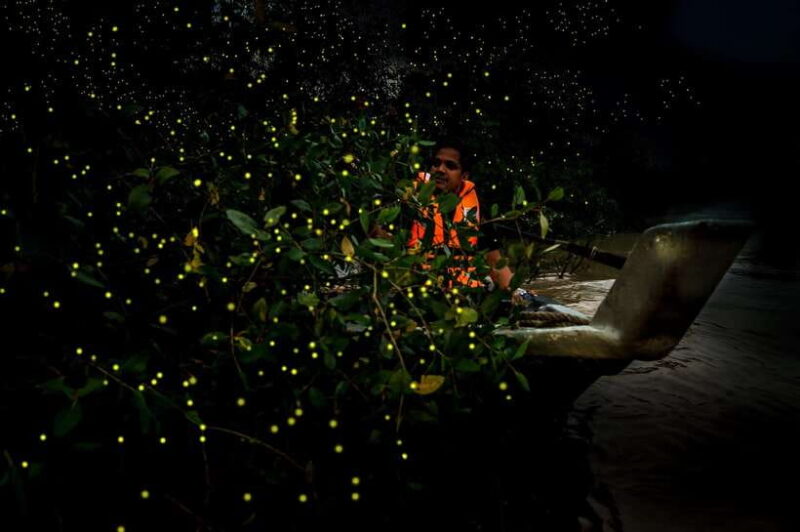 Firefly, Eagle Feeding, and Blue Tears Kuala Selangor Tour - What to Expect on the Tour