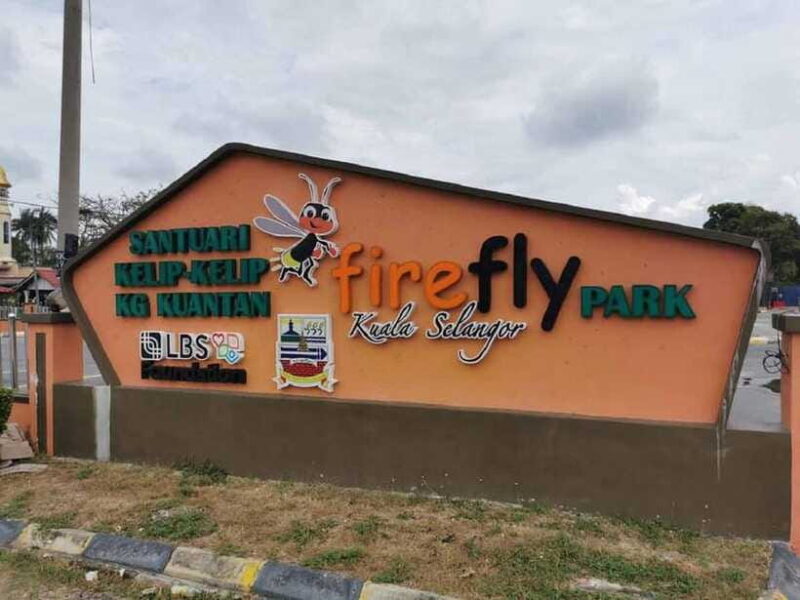 Firefly, Eagle Feeding, and Blue Tears Kuala Selangor Tour - Who This Tour Is Best For