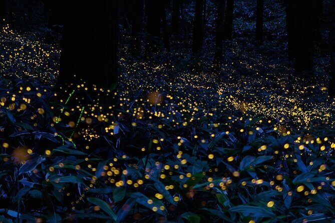 Firefly Sanctuary Tour in Puebla - An In-Depth Look at the Firefly Sanctuary Tour