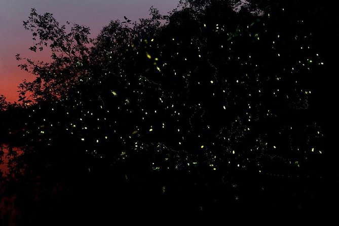 Firefly Tour Johor Bahru@Kota Tinggi Firefly Park - Firefly Tour Johor Bahru@Kota Tinggi Firefly Park: A Natural Light Show Worth Seeing