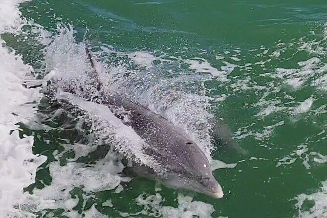 Fireworks Cruise with Dolphin Watch in Laguna Madre Bay - FAQ