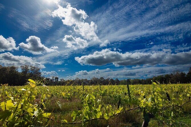 First Class Lunch and Margaret River Wine Tour - Authentic Experiences & What Travelers Say