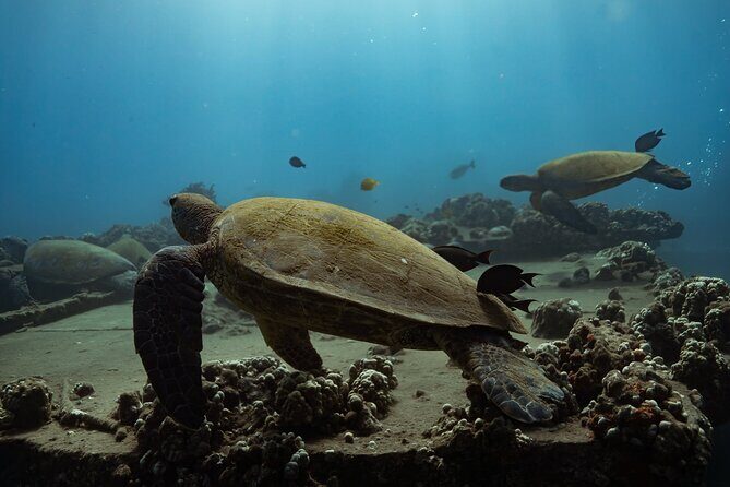 First Timers and Non-Swimmers Snorkeling Experience in Wailea - The Value of This Experience