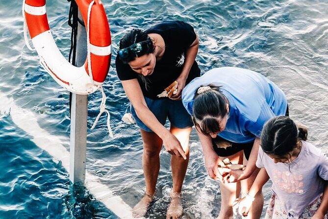 Fish Feeding Activity in Darwin - A Closer Look at the Fish Feeding Sanctuary