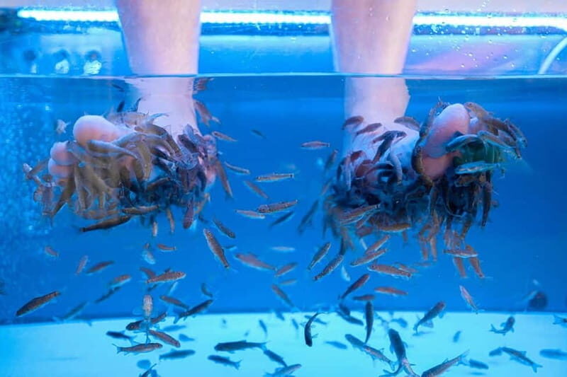 Fish Spa Experience - The Benefits of a Fish Spa