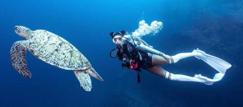 Fisheye Divers: Discover Scuba Diving - Pricing and Value