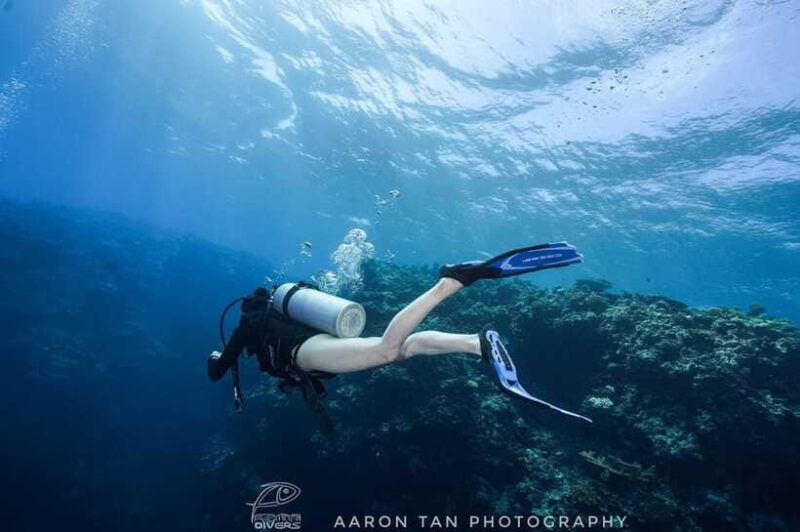 Fisheye Divers: Discover Scuba Diving - Who Will Love This Experience?