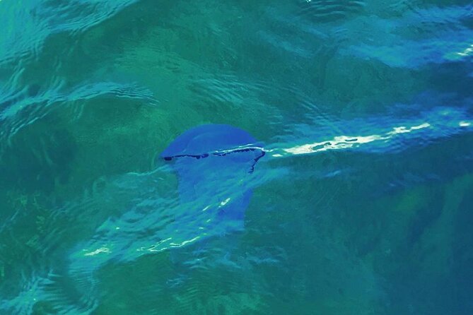 Fishing excursion in the Gulf of Noto for beginners - Key Points