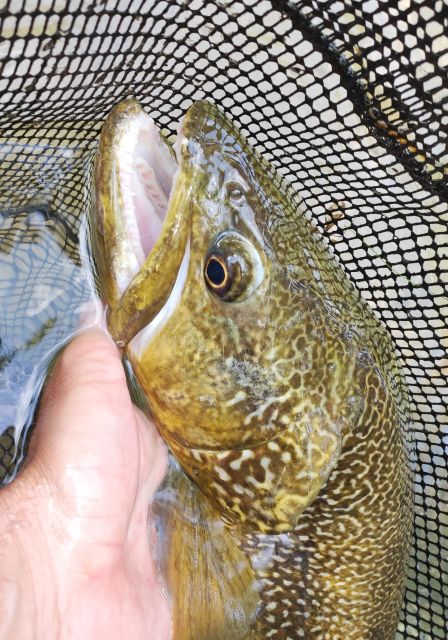 Fishing in the Dolomites: book your wild excursion! - Key Points