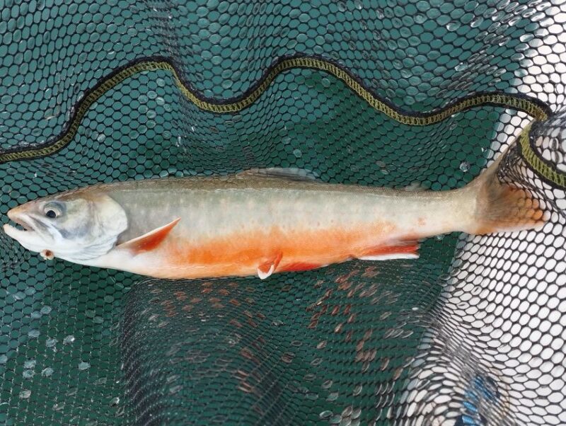 Fishing in the Dolomites: book your wild excursion! - The Sum Up: Is This Experience Worth It?