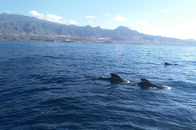 Fishing Trip, Tenerife Sea Passion - Experience With the Captain