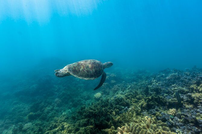Fitzroy Island Day Tour from Cairns - The Sum Up