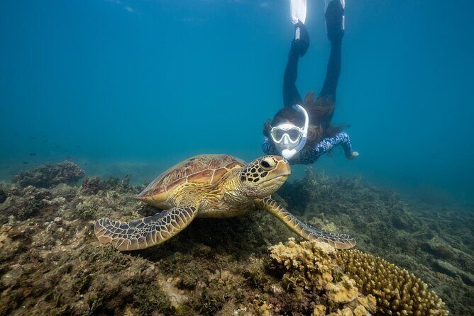 Fitzroy Island Day Trip 11am to 5pm Ferry INC Snorkel Equipment - A Closer Look at the Fitzroy Island Day Trip