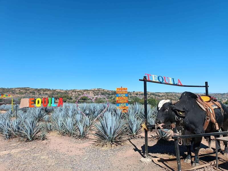 Five-star factory: Meet Orendain tequila. - Key Points