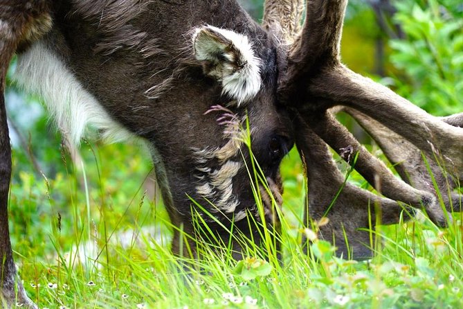 Fjord Sightseeing - Eco Friendly Tesla Model X - Connecting With Arctic Wilderness