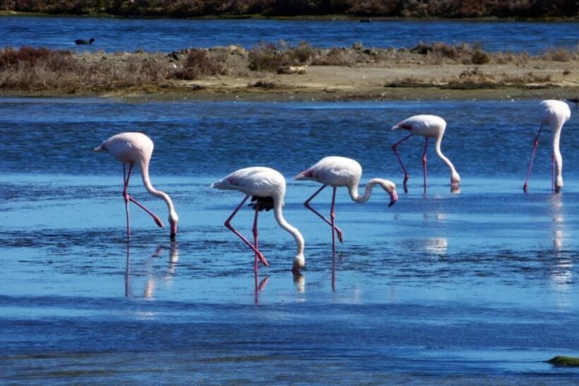 Flamingo-Birdwatching in the Ebro Delta at Sunset - An Honest Look at the Experience
