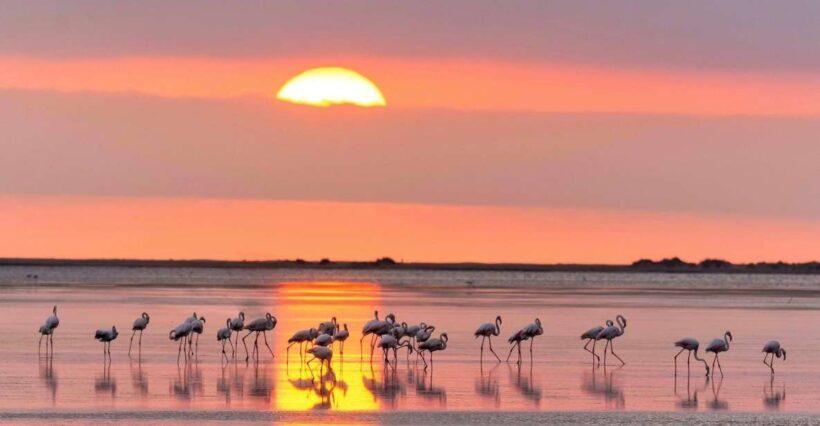 Flamingo-Birdwatching in the Ebro Delta at Sunset - Itinerary Breakdown