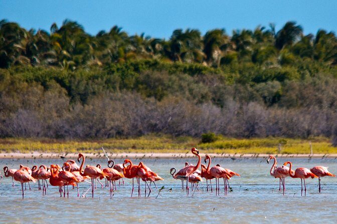 Flamingo Island - Laguna Oviedo - Exploring Flamingo Island and Laguna Oviedo: A Practical Guide