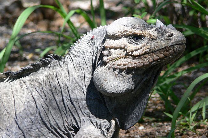 Flamingo Island - Laguna Oviedo - Frequently Asked Questions