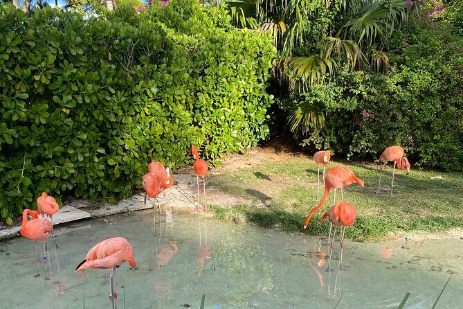 Flamingo March & Pirates Adventure Tour Nassau - What to Expect from the Tour: A Detailed Breakdown