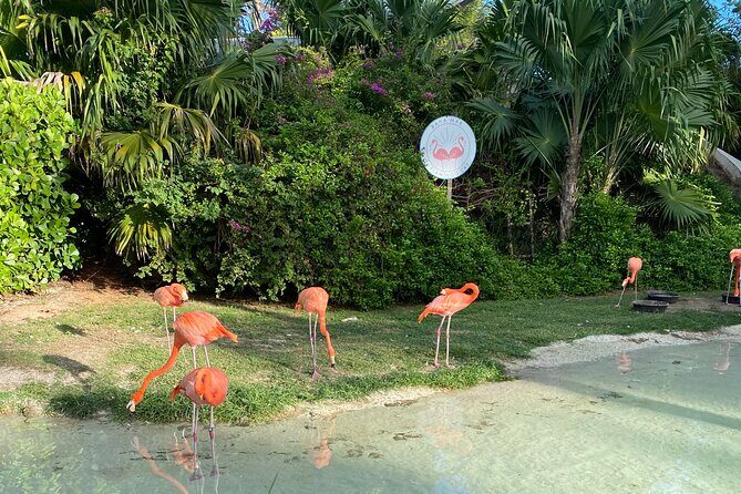 Flamingo March & Pirates Adventure Tour Nassau - Frequently Asked Questions