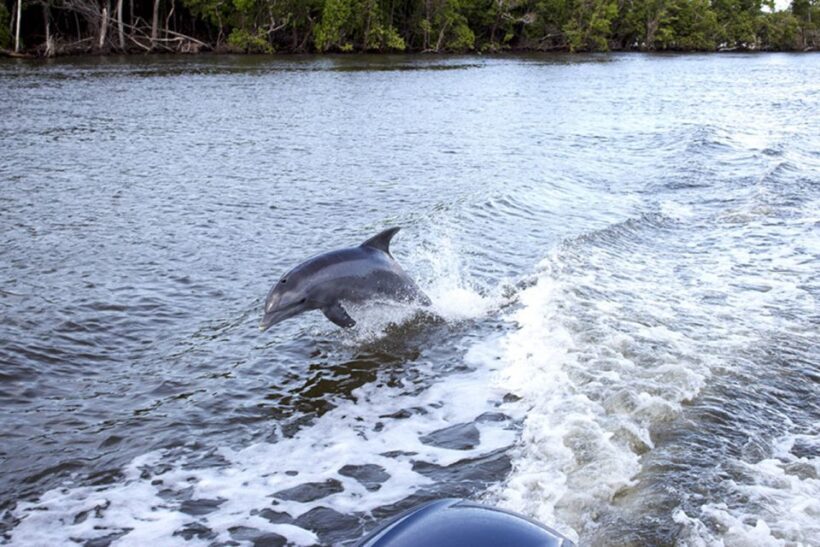 Flamingo Marina: Backcountry Boat Tour of the Everglades - Introduction: A Calm and Educational Glimpse into the Everglades