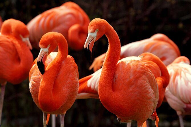Flamingo Sightseeing Pink Lake Tour and Rio Lagartos Boat Ride - What You Can Expect from the Experience