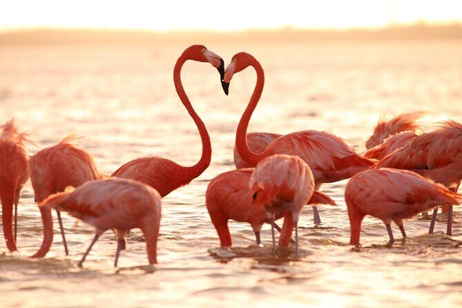 Flamingo Sightseeing Pink Lake Tour and Rio Lagartos Boat Ride - Who Should Consider This Tour?