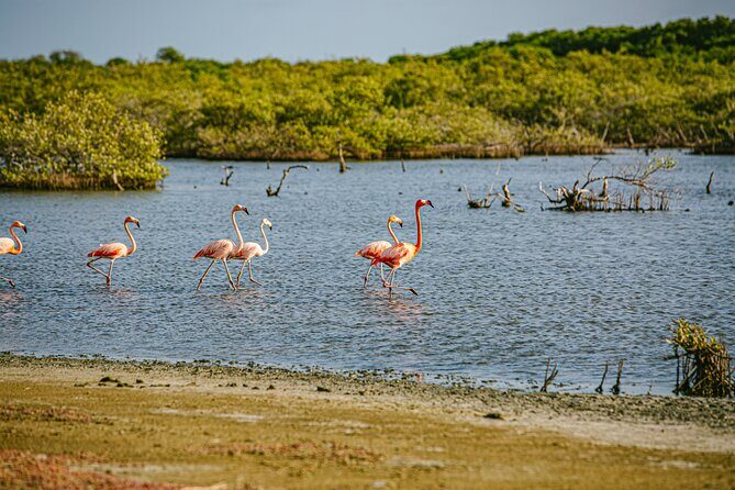Flamingo Spotting Adventure - Why This Tour Is a Good Value