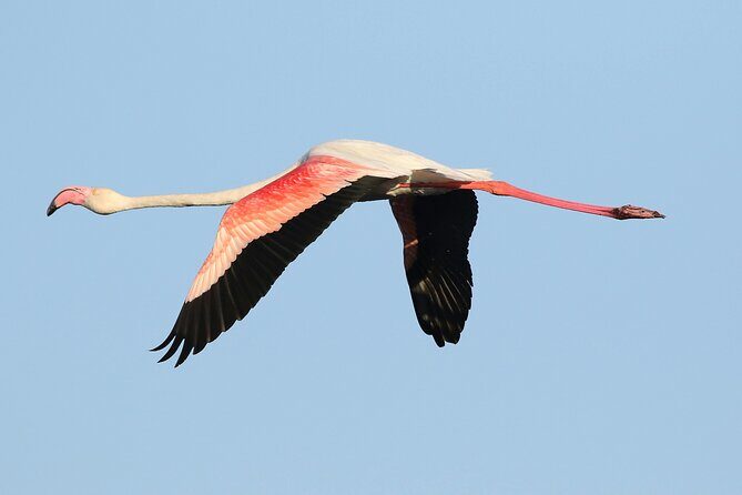 Flamingo Spotting Adventure - Who Should Consider This Tour?